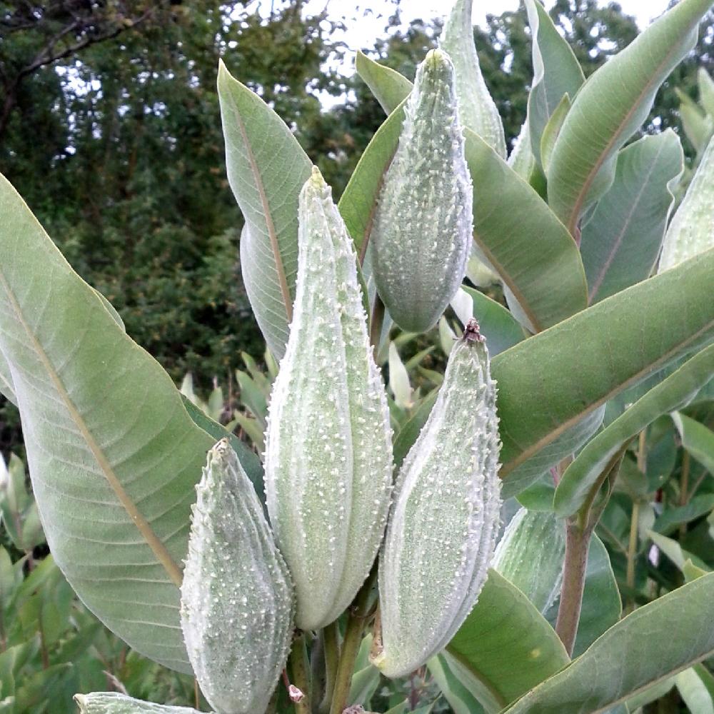 Plantes Vivaces ASCLEPIAS syriaca (cornuti) - Asclépiade - Herbe aux ...
