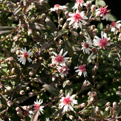 Plantes Vivaces ASTER lateriflorus 'Prince' - Aster d'automne en vente ...