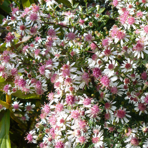 Plantes Vivaces ASTER lateriflorus 'Prince' - Aster d'automne en vente ...
