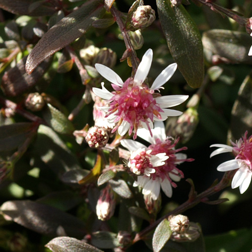Plantes Vivaces ASTER lateriflorus 'Prince' - Aster d'automne en vente ...