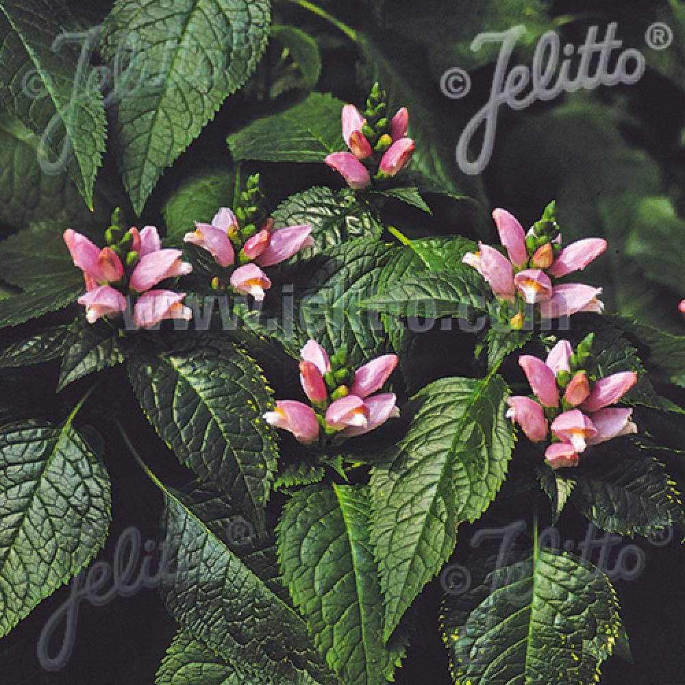 Plantes Vivaces CHELONE lyonii 'Pink Temptation' - Galane en vente ...