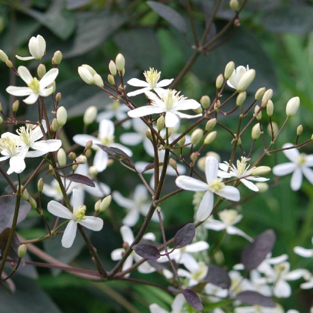 Plantes Vivaces CLEMATIS recta 'Purpurea' - Clématite droite pourpre en ...