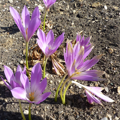 Bulbes COLCHICUM 'The Giant' - Colchique en vente - Pépinière Lepage