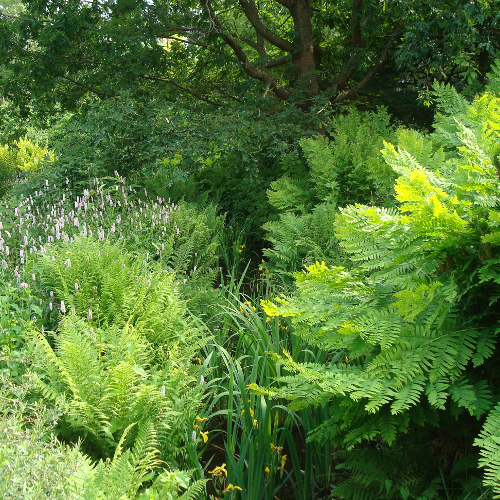 Plantes Vivaces ZONE HUMIDE VARIES (x10) - lot de 10 plantes pour zone ...