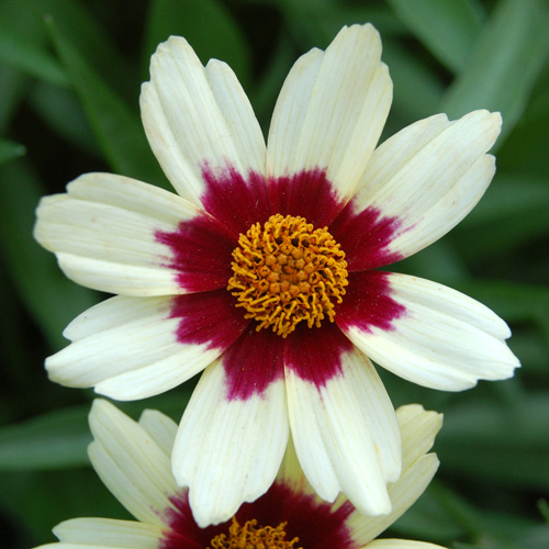 Plantes Vivaces COREOPSIS 'Snowberry' ® - Coréopsis en vente ...