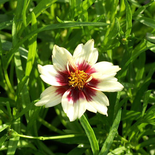 Plantes Vivaces COREOPSIS 'Snowberry' ® - Coréopsis en vente ...