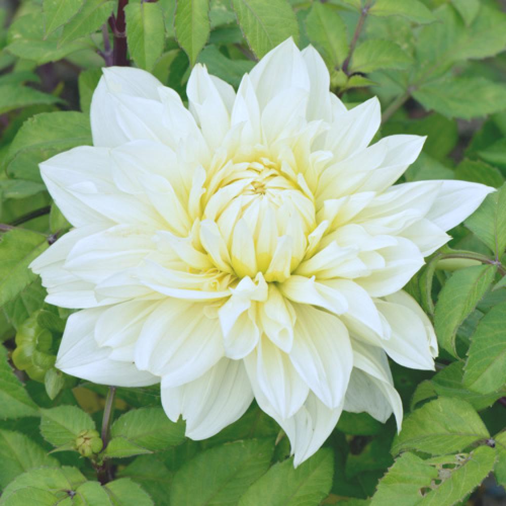 Bulbes DAHLIA 'White Perfection' - Dahlia décoratif en vente ...