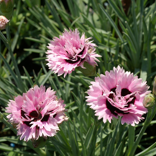 Plantes Vivaces DIANTHUS 'Fizzy' ® - Oeillet mignardise en vente ...