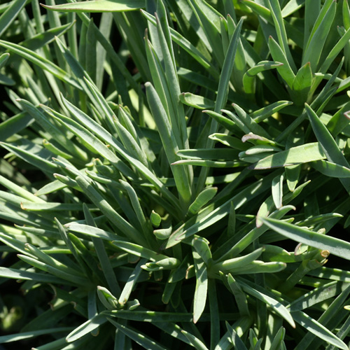 Plantes Vivaces DIANTHUS 'Fizzy' ® - Oeillet mignardise en vente ...