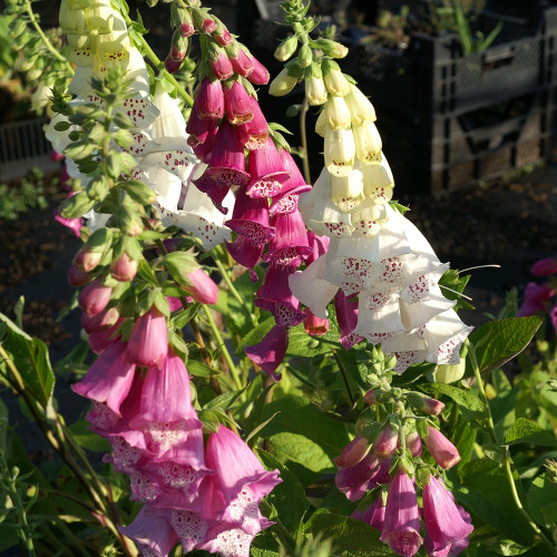 Plantes Vivaces DIGITALIS purpurea 'Gloxiniiflora' - Digitale en vente ...