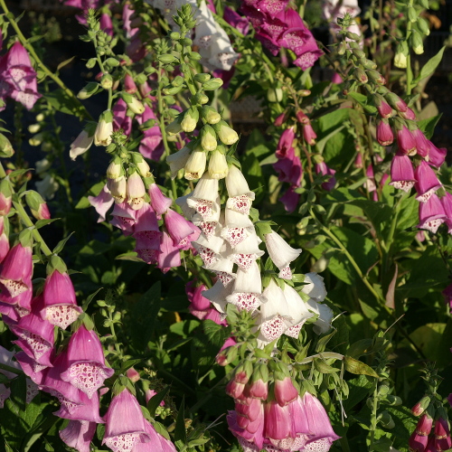 Plantes Vivaces DIGITALIS purpurea 'Gloxiniiflora' - Digitale en vente ...