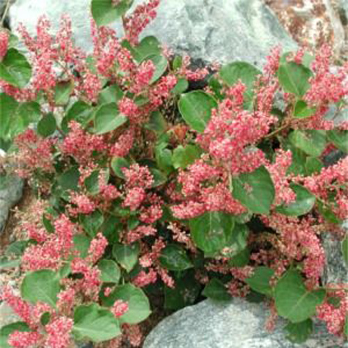 Plantes Vivaces FALLOPIA japonica 'Rosea' - Renouée - Renouée du Japon ...
