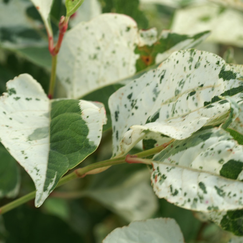Plantes Vivaces FALLOPIA japonica 'Variegata' - Renouée - Renouée du ...