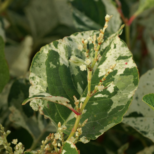Plantes Vivaces FALLOPIA japonica 'Variegata' - Renouée - Renouée du ...