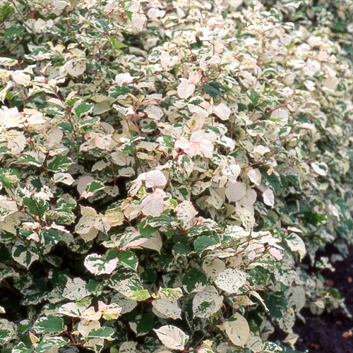 Plantes Vivaces FALLOPIA japonica 'Variegata' - Renouée - Renouée du ...