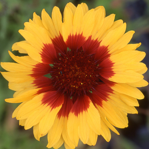 Plantes Vivaces GAILLARDIA 'Royale' - Gaillarde en vente - Pépinière Lepage