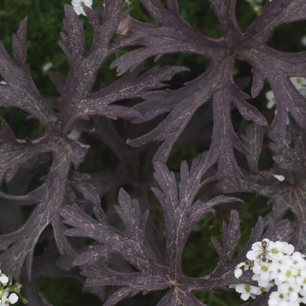 Plantes Vivaces GERANIUM pratense 'Midnight Reiter' (Dark Reiter ...