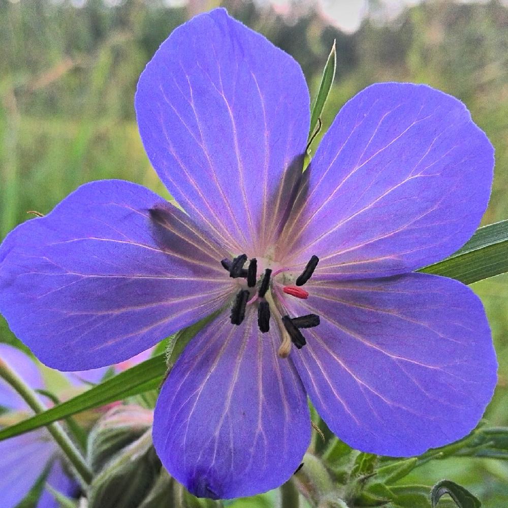 Plantes Vivaces GERANIUM pratense 'Midnight Reiter' (Dark Reiter ...