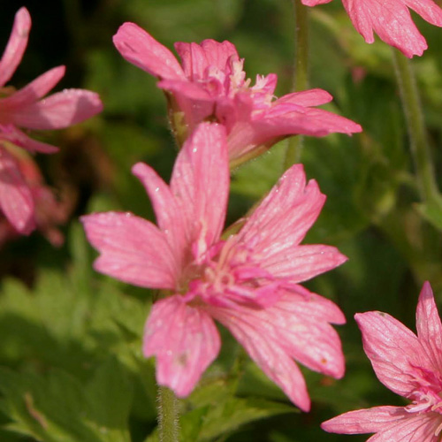 Plantes Vivaces GERANIUM oxionanum 'Southcombe Double' - Bec de Grue en ...