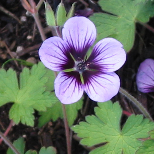 Plantes Vivaces GERANIUM 'Salomé' - Géranium vivace - Bec de Grue en ...