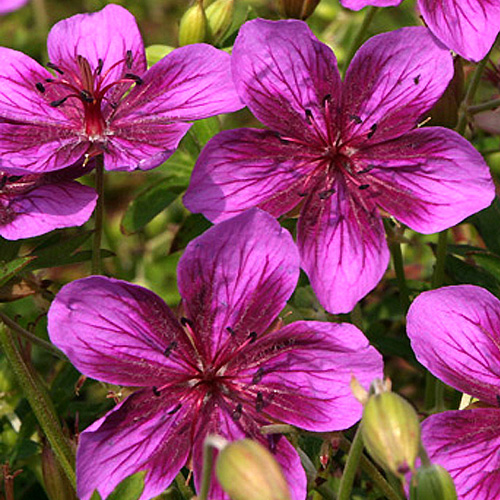 Plantes Vivaces GERANIUM 'Starman' - Bec de Grue en vente - Pépinière ...