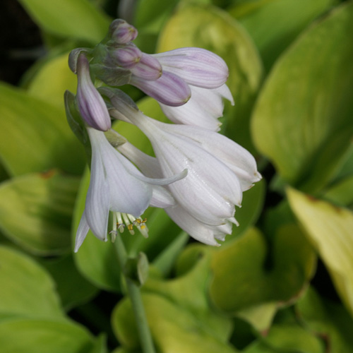 Plantes Vivaces HOSTA 'Golden Sunburst' (Sielboldiana Group) - en vente ...