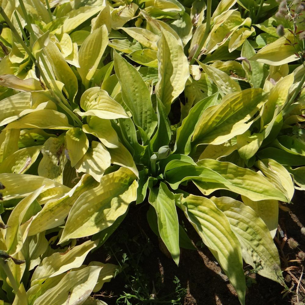 Plantes Vivaces HOSTA 'Golden Sunburst' (Sielboldiana Group) - en vente ...