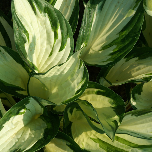 Plantes Vivaces HOSTA 'Loyalist' ® - en vente - Pépinière Lepage