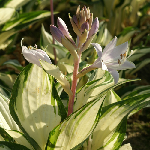 Plantes Vivaces HOSTA 'Loyalist' ® - en vente - Pépinière Lepage