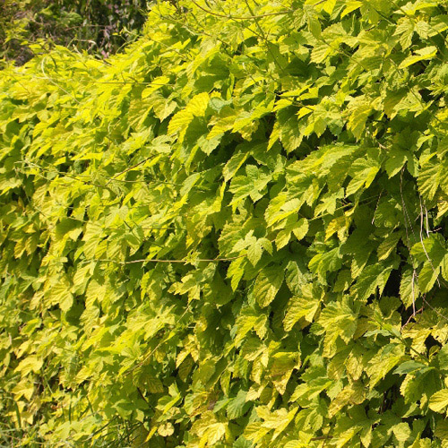 Plantes Vivaces HUMULUS lupulus 'Aureus' - Houblon doré en vente ...