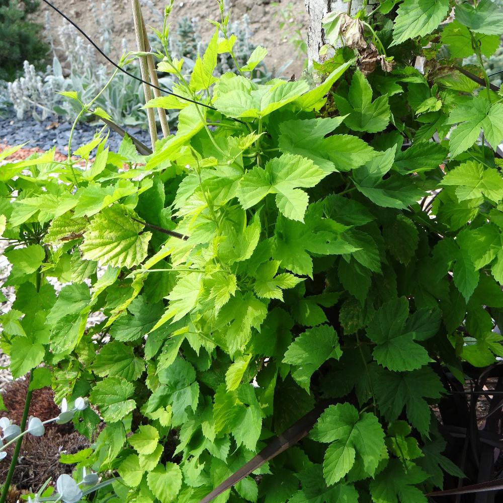 Plantes Vivaces HUMULUS lupulus 'Aureus' - Houblon doré en vente ...