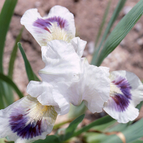 Plantes Vivaces IRIS b-n 'Lilli Amoena' (Lilliput) - Iris des Jardins ...