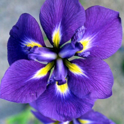 Plantes Vivaces IRIS ensata 'Laughing Lion' - Iris du Japon - Iris ...