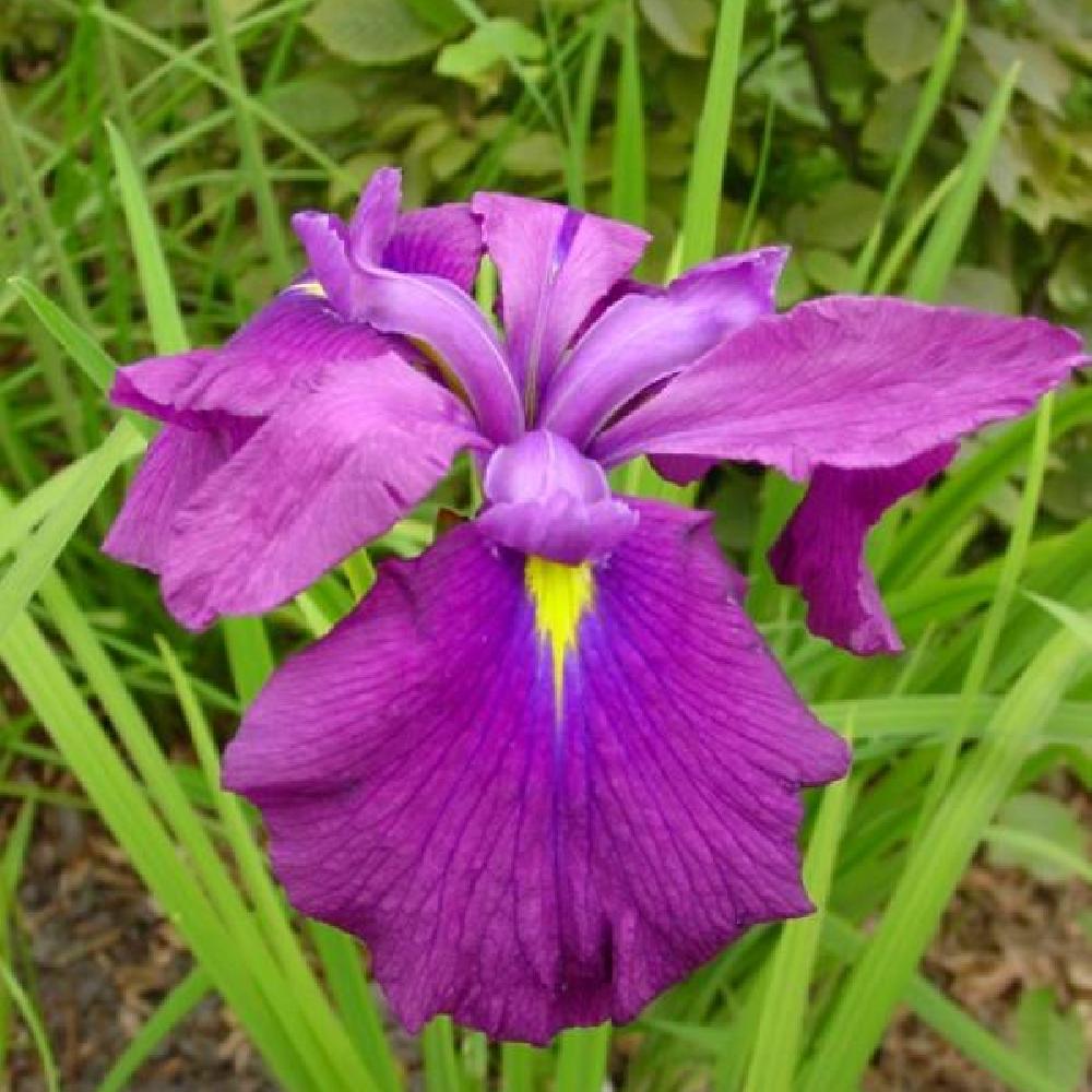 Plantes Vivaces IRIS ensata 'Royal Banner' - Iris du Japon - Iris ...