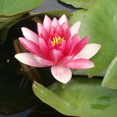 Plantes Vivaces NYMPHAEA 'Conqueror' - Nénuphar en vente - Pépinière Lepage