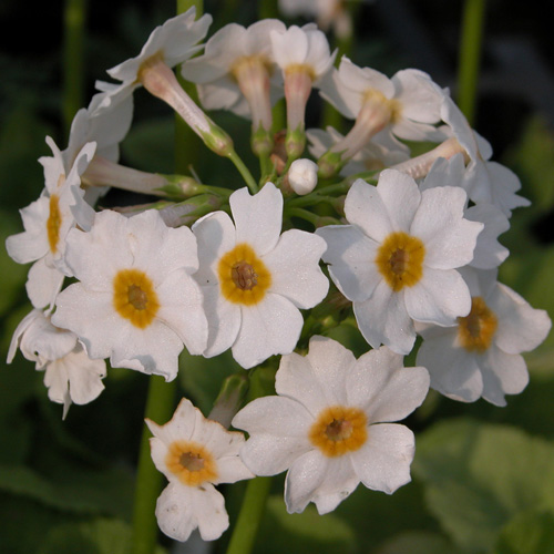 Plantes Vivaces PRIMULA japonica 'Alba' - Primevère - Primevère du ...