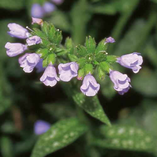 Plantes Vivaces PULMONARIA 'Roy Davidson' - Pulmonaire en vente ...