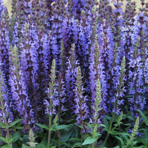 Plantes Vivaces SALVIA nemorosa 'Merleau Blue' - Sauge en vente ...
