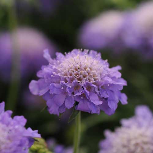 Plantes Vivaces SCABIOSA japonica 'Blue Note' - Scabieuse en vente ...