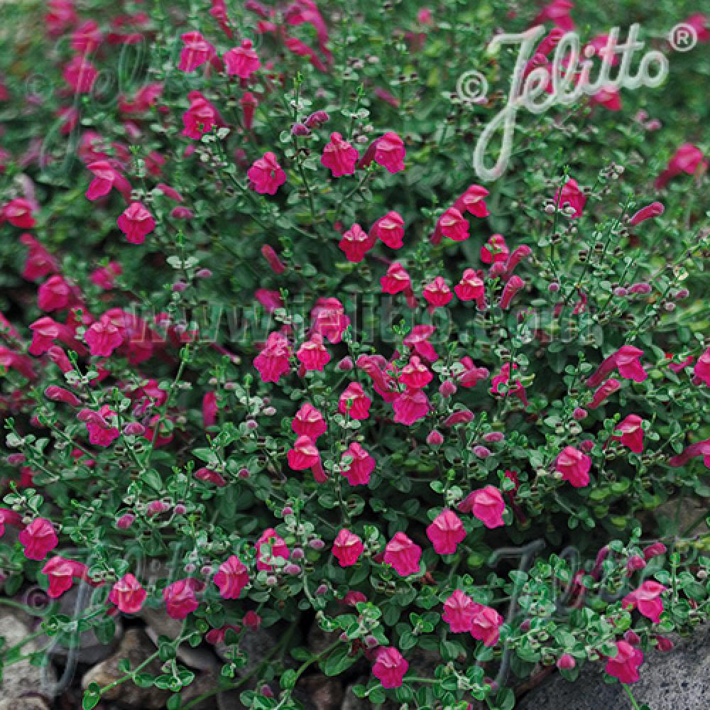 Plantes Vivaces SCUTELLARIA suffrutescens - en vente - Pépinière Lepage