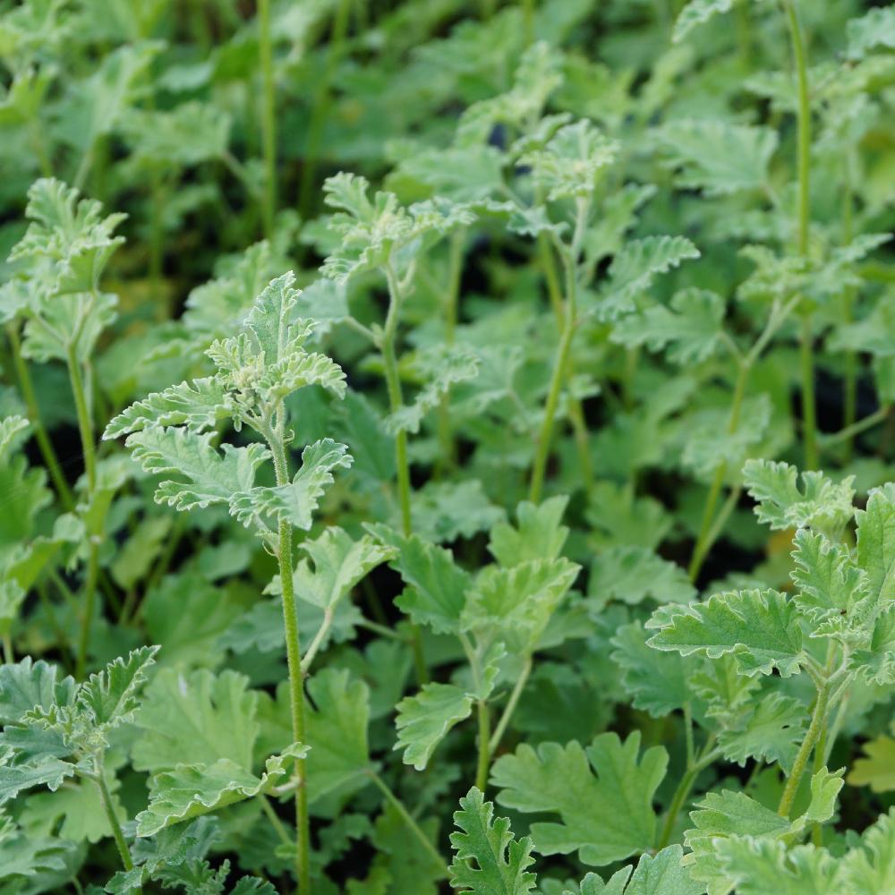 Plantes Vivaces SPHAERALCEA 'Childerley' - en vente - Pépinière Lepage