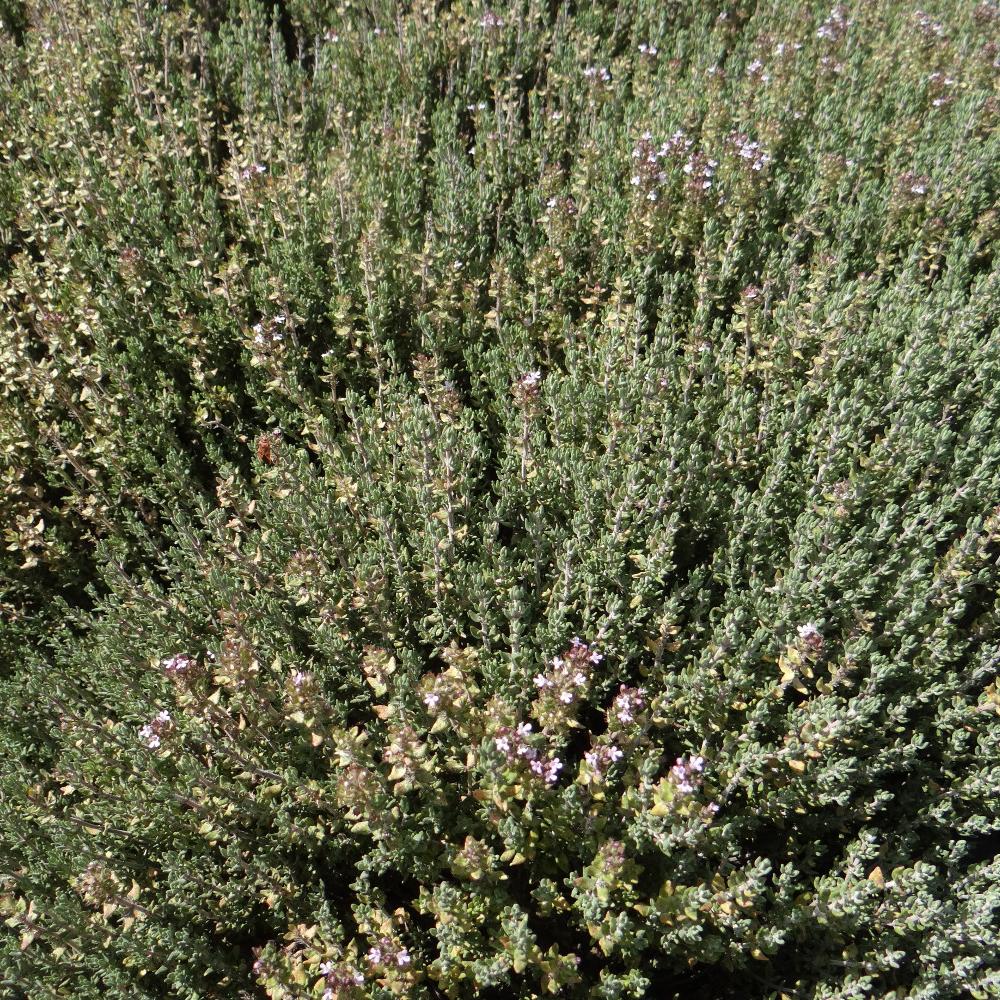 Plantes Vivaces THYMUS vulgaris feuilles fines - Thym - Thym commun en ...