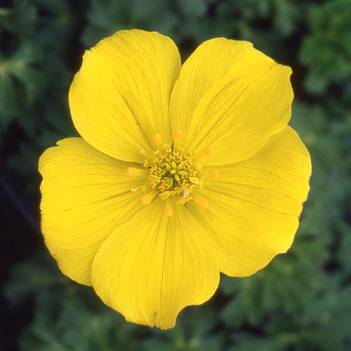 Plantes Vivaces TROLLIUS pumilus - Trolle en vente - Pépinière Lepage