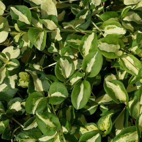 Plantes Vivaces VINCA major 'Wojo's Jem' - Pervenche - Grande pervenche ...