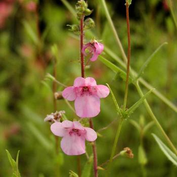 DIASCIA en vente - - achat PLANTES VIVACES