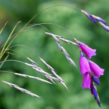 DIERAMA dans l'encyclopédie - Canne à pêche des anges - PLANTES VIVACES