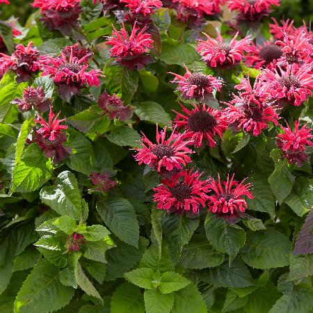 MONARDA en vente - Monarde - achat PLANTES VIVACES