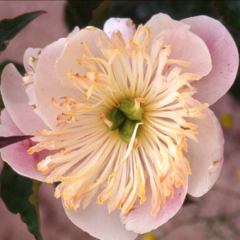 PAEONIA dans l'encyclopédie - Pivoine - PLANTES VIVACES
