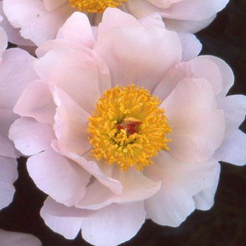 Paeonia - Pivoine - Plante vivace utilisée pour ses belles fleurs