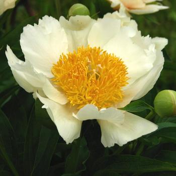 Paeonia - Pivoine - Plante vivace utilisée pour ses belles fleurs